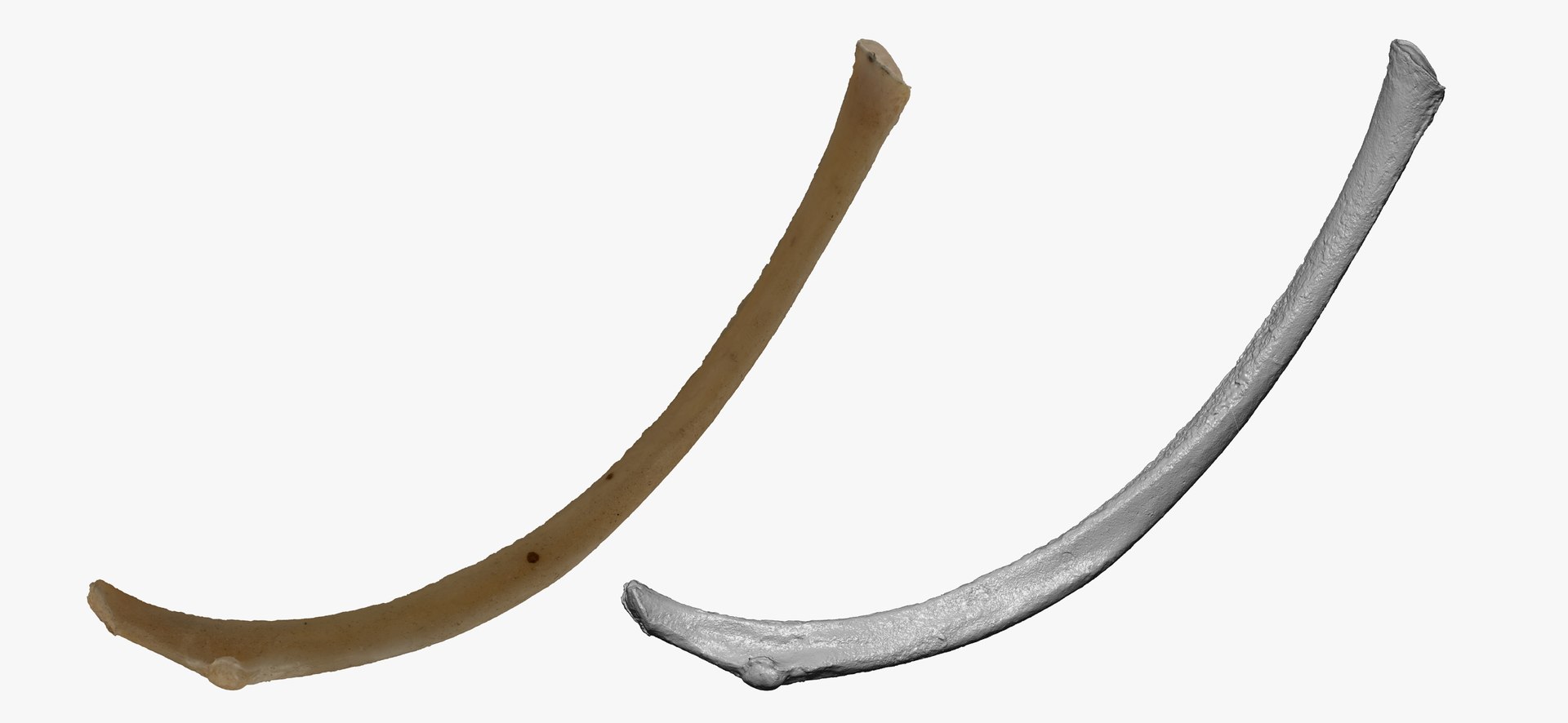 3D Kangaroo Red necked Wallaby (Macropus rufogriseus) Rib T11 RAW Scan ...