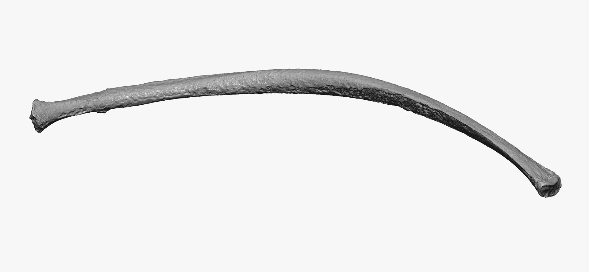 3D Kangaroo Red necked Wallaby (Macropus rufogriseus) Rib T11 RAW Scan ...