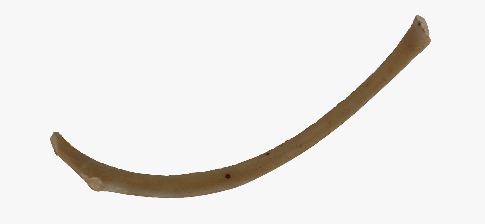 3D Kangaroo Red necked Wallaby (Macropus rufogriseus) Rib T11 RAW Scan ...