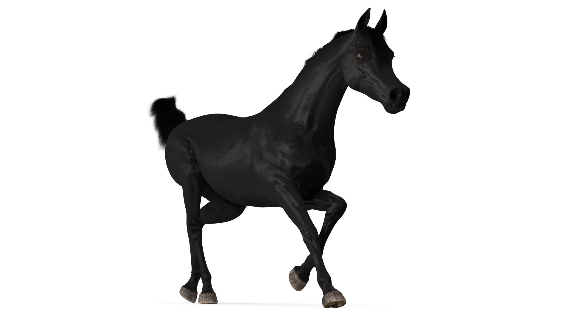 3D Galloping Arabian Horse Black Fur Model - TurboSquid 2179984