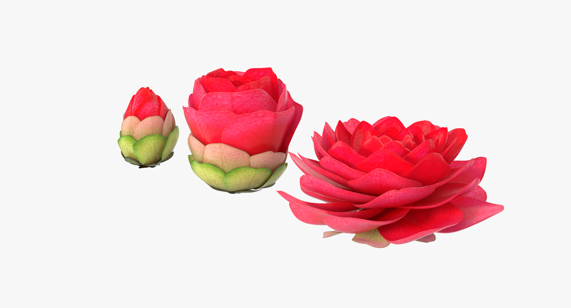 3D Model Bud Blossom Evolution - TurboSquid 1284740