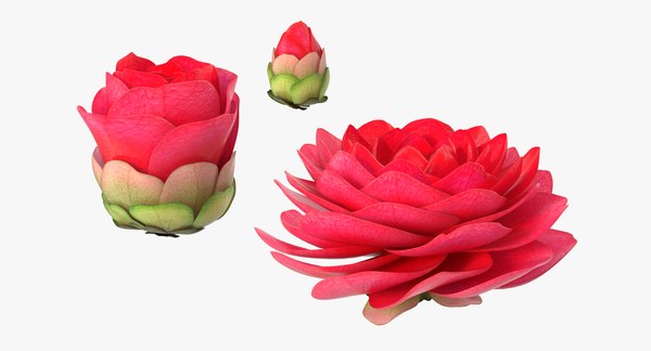 3D model bud blossom evolution - TurboSquid 1284740