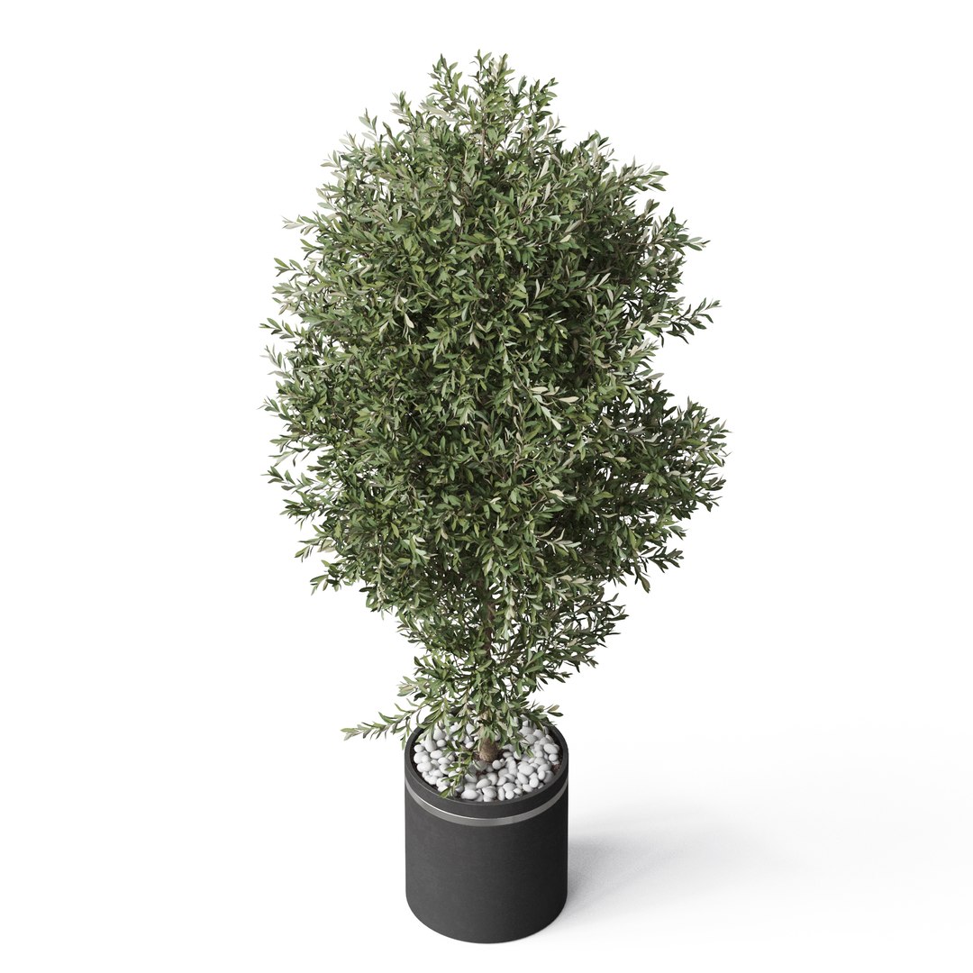 Plants Collection 790 3D - TurboSquid 1963606