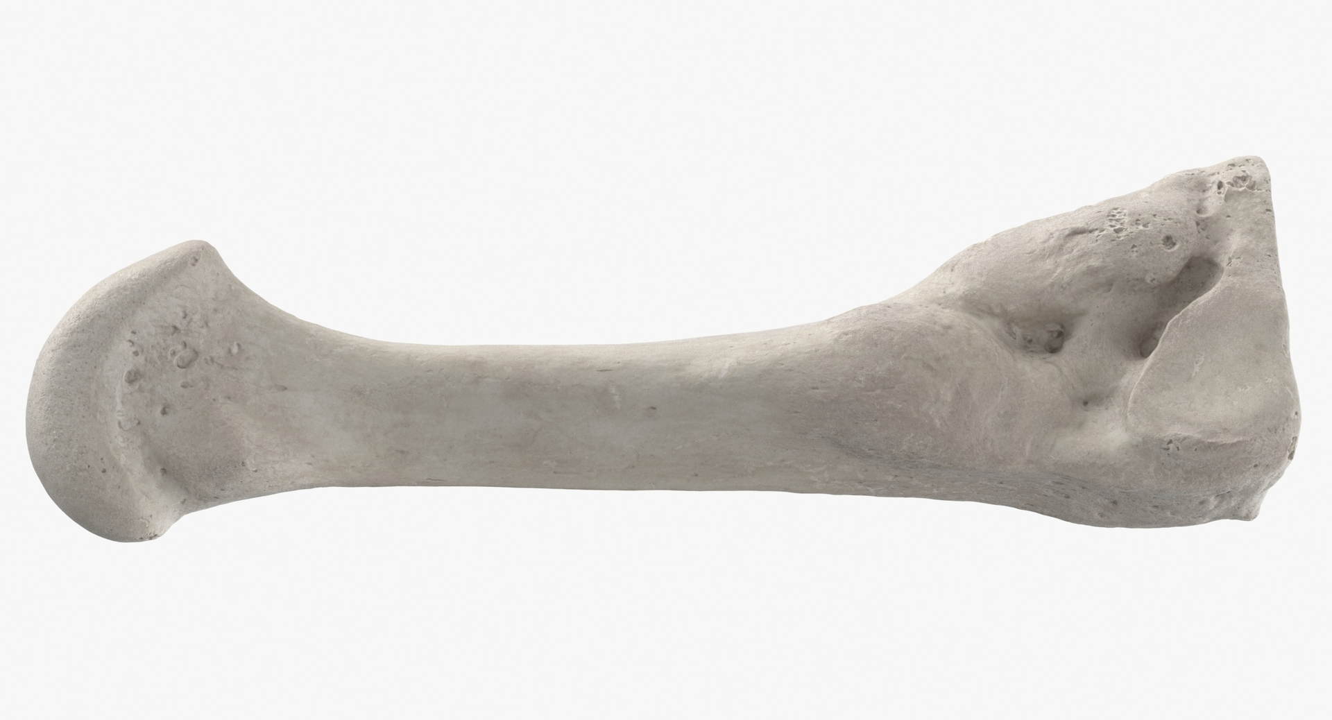 Second Metatarsal Bone 01 Model - TurboSquid 1541043