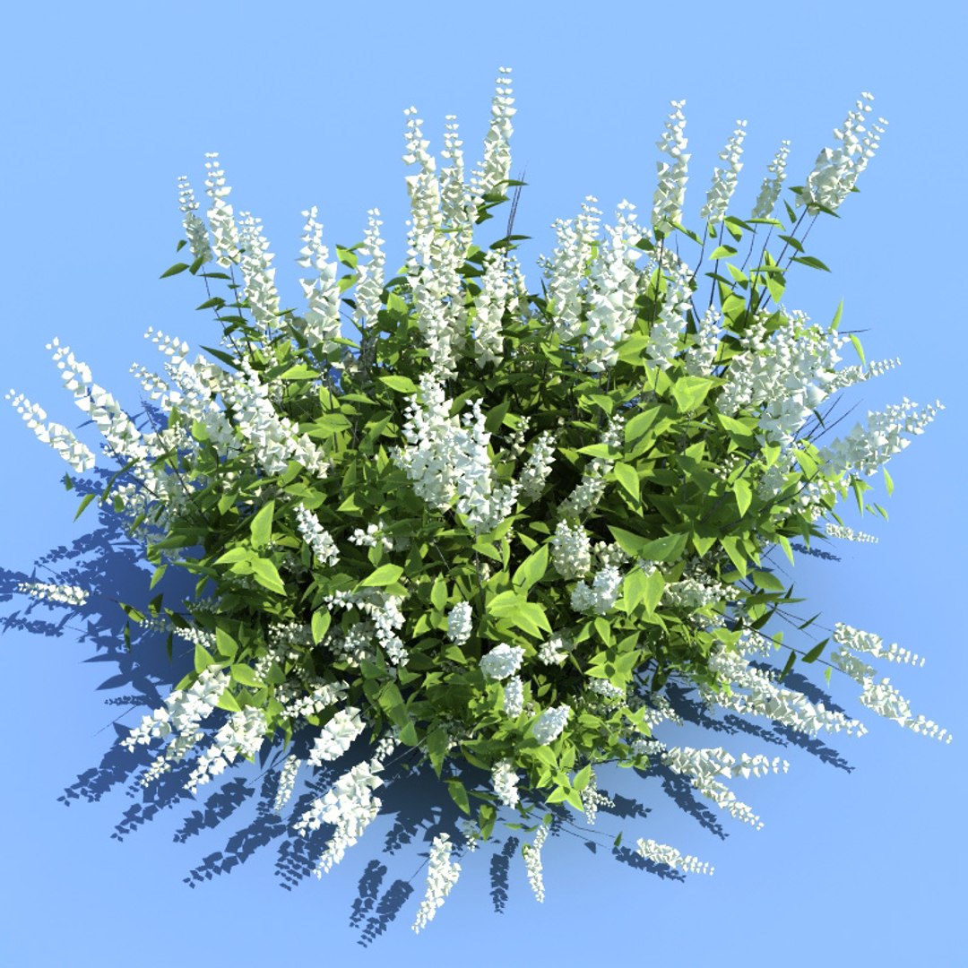 Clethra Alnifolia Hummingbird 3d Model