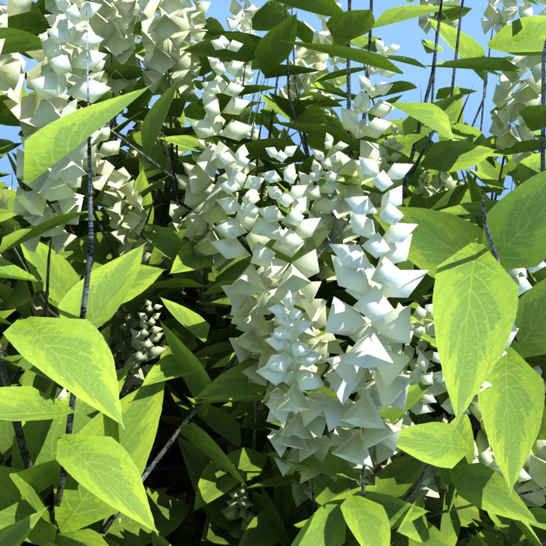 Clethra Alnifolia Hummingbird 3d Model