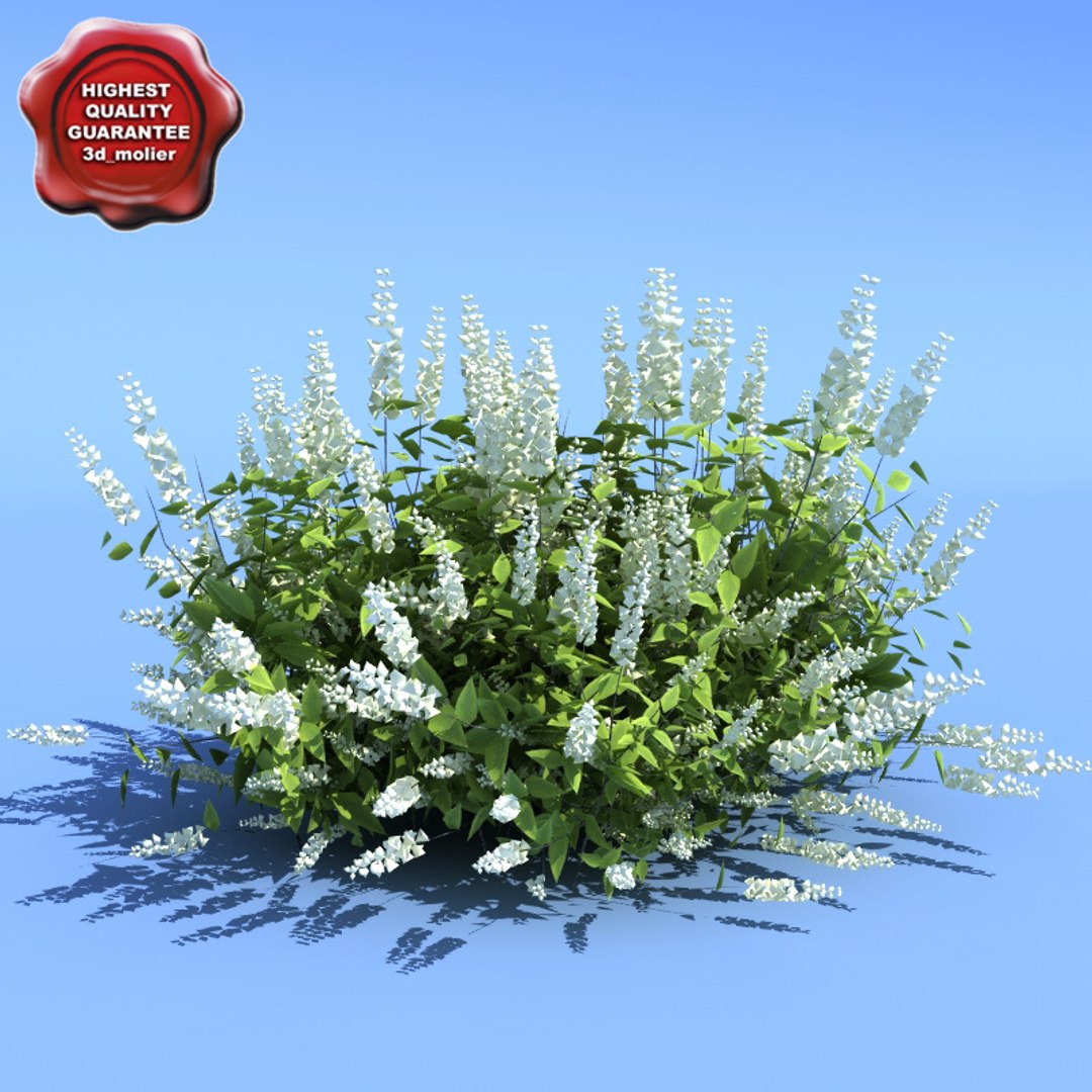 Clethra Alnifolia Hummingbird 3d Model