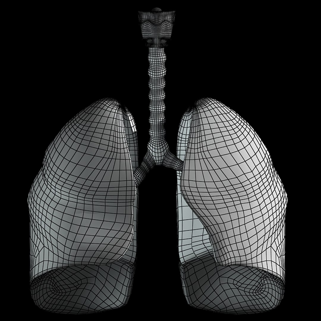 3d model of lungs