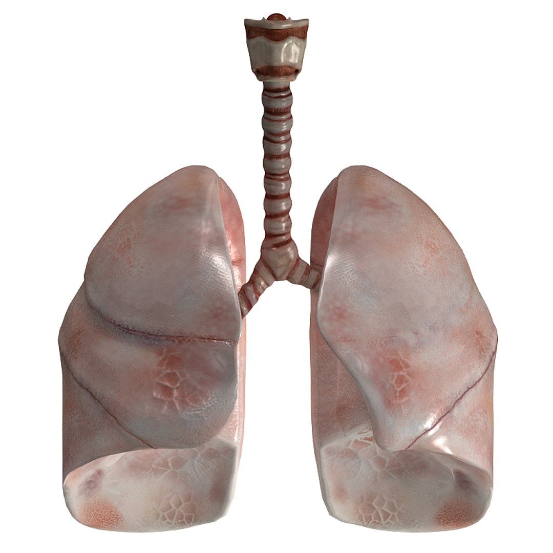 3d Model Of Lungs