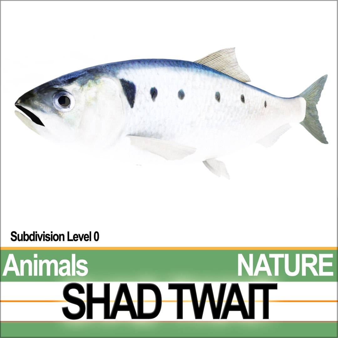 3D Shad Twait Model - TurboSquid 1231552