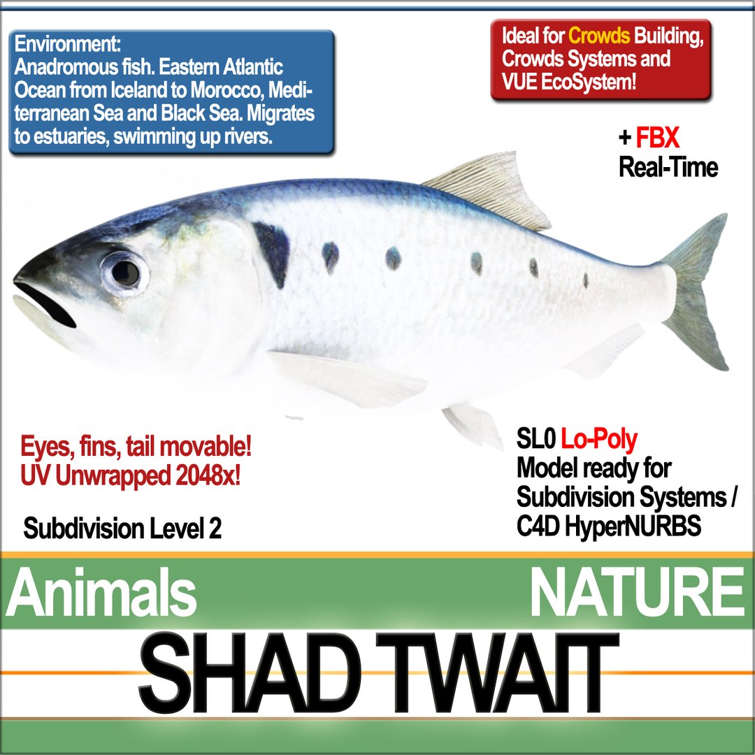 3D Shad Twait Model - TurboSquid 1231552