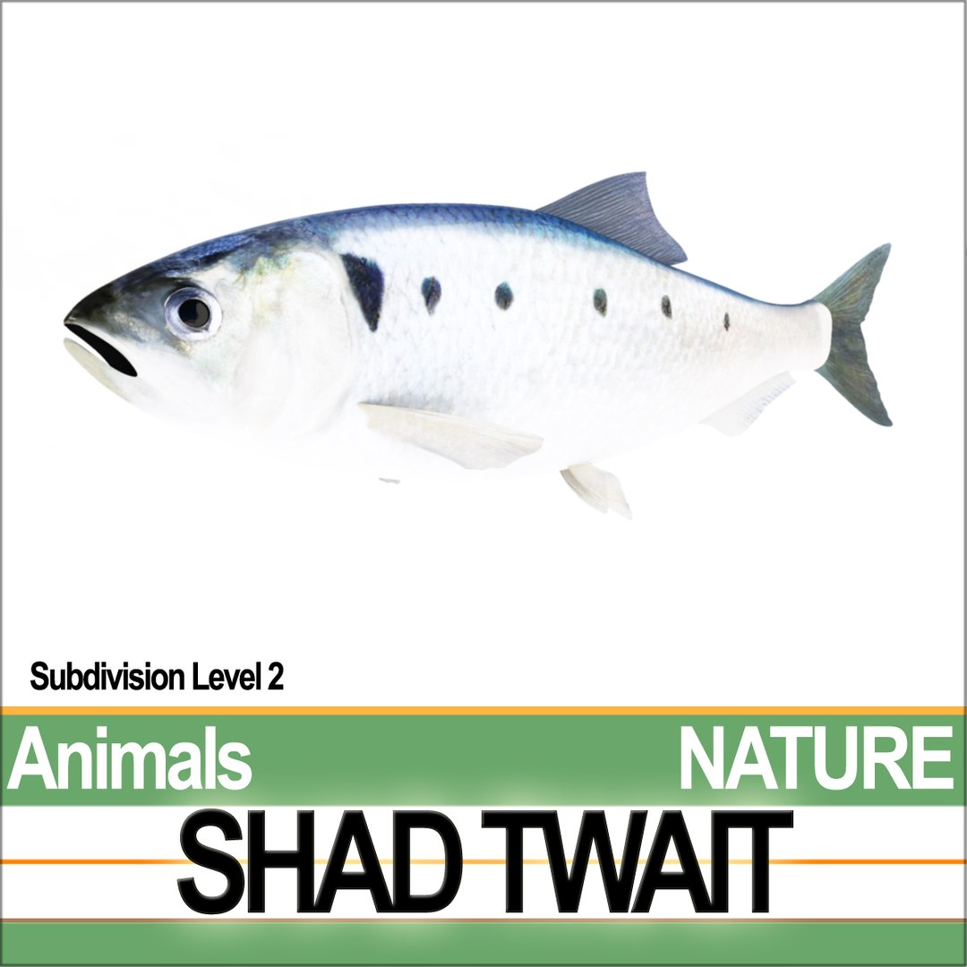 3D Shad Twait Model - TurboSquid 1231552