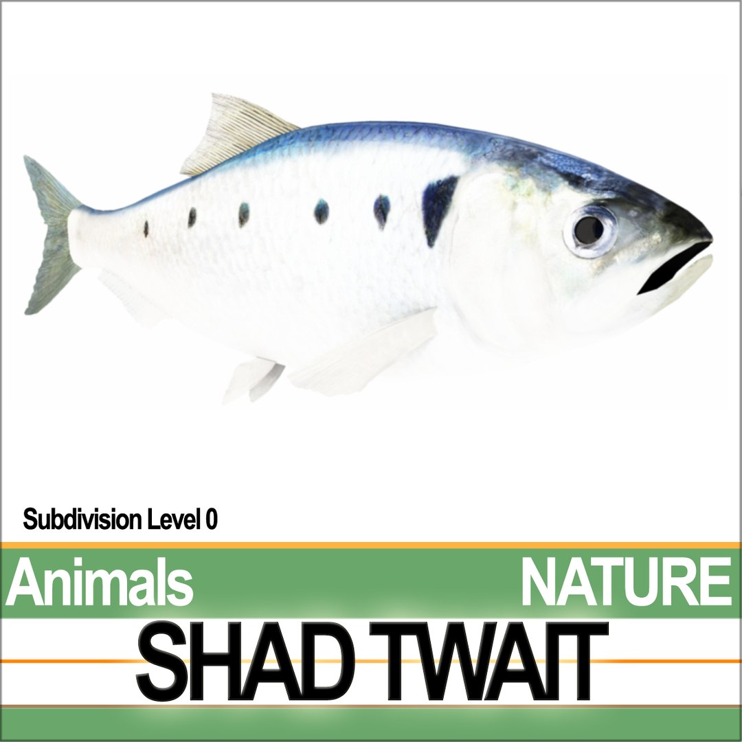 3D Shad Twait Model - TurboSquid 1231552