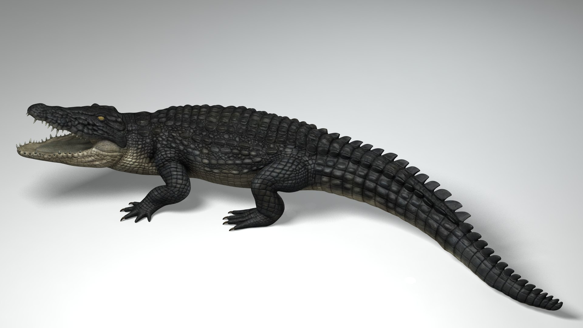 Crocodile Croc 3D Model - TurboSquid 1220246