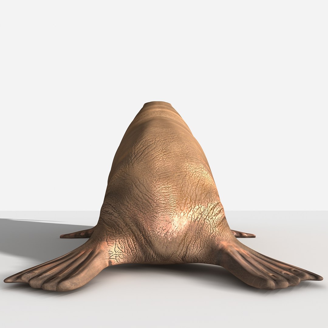 Walrus Lwo