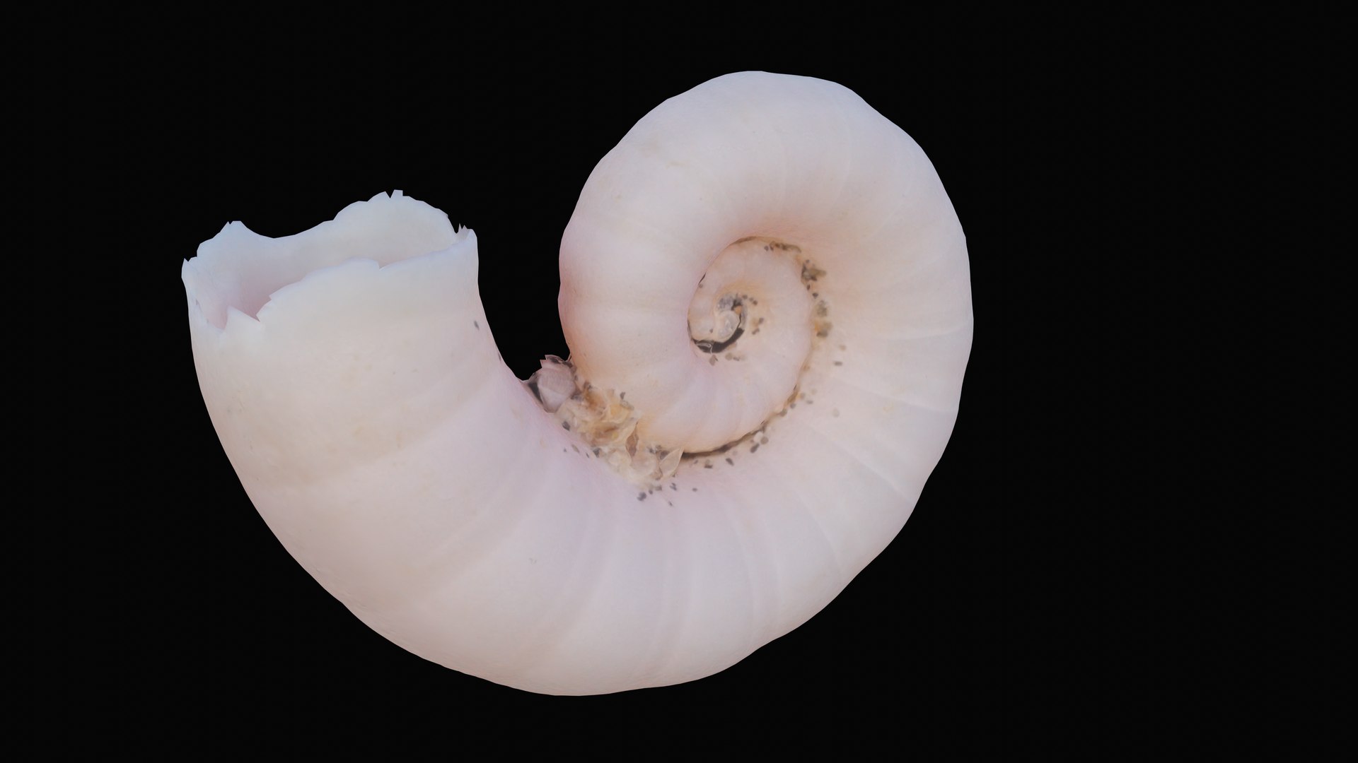 Common Sea Spirula 3D - TurboSquid 1627545