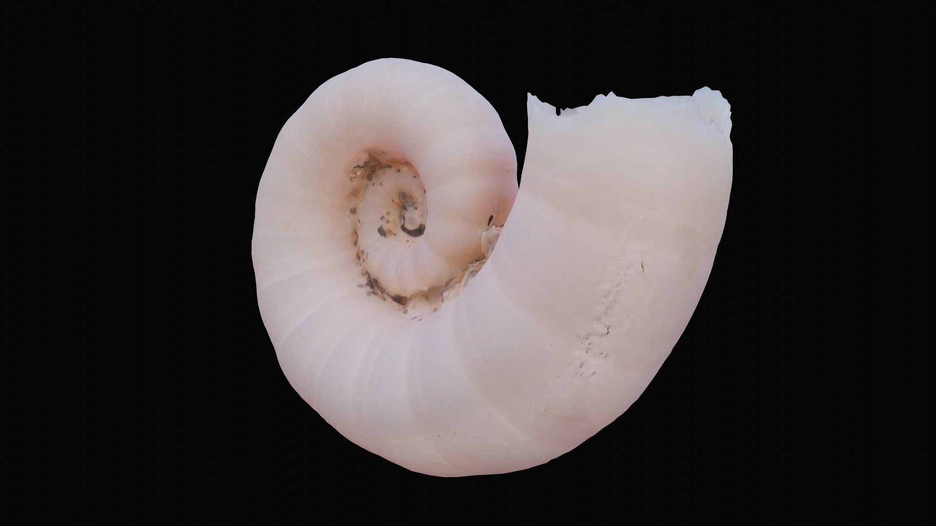 Common Sea Spirula 3D - TurboSquid 1627545