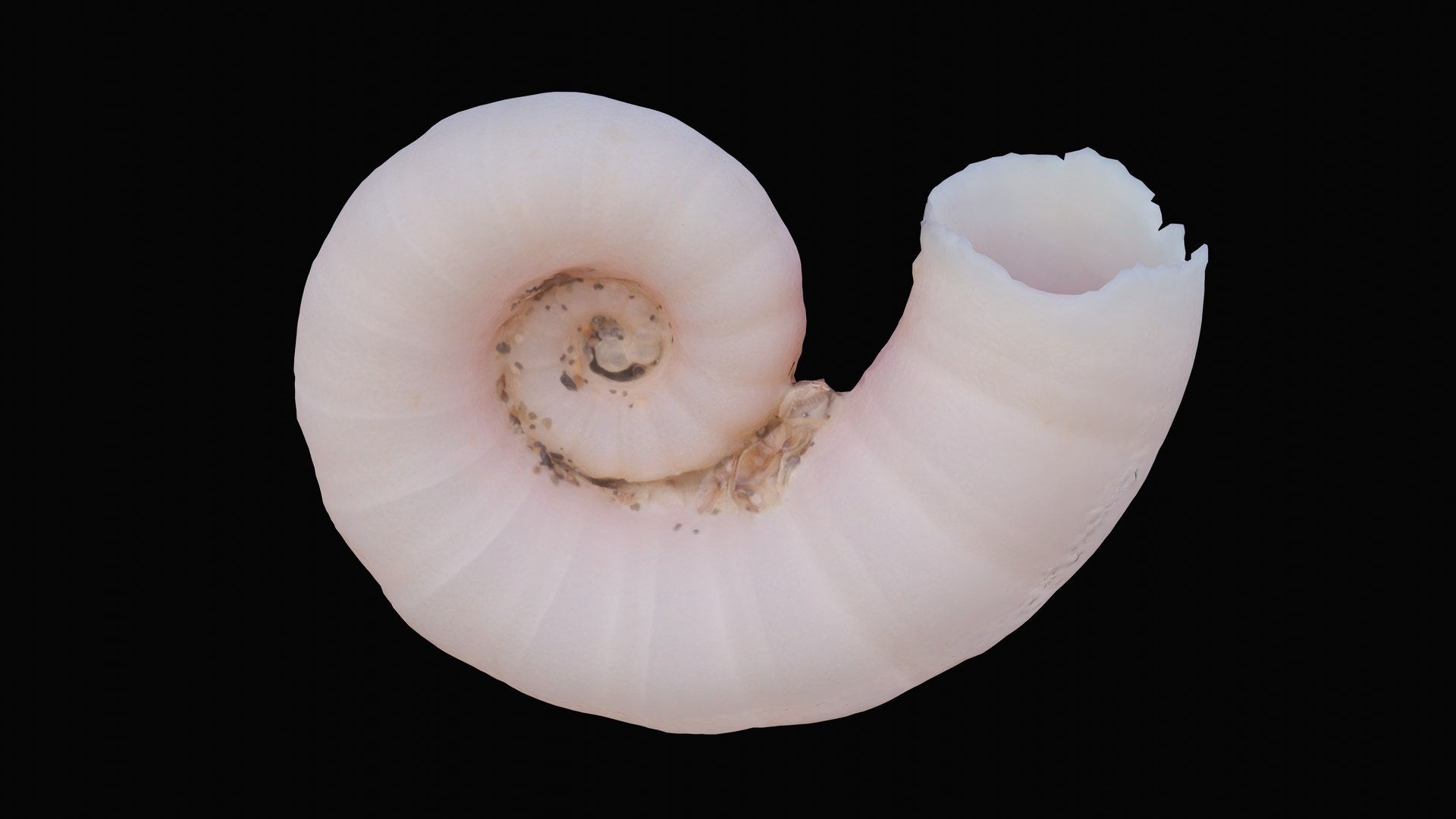 Common Sea Spirula 3D - TurboSquid 1627545