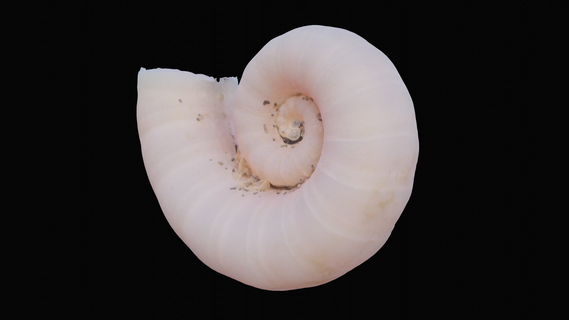 Common Sea Spirula 3D - TurboSquid 1627545