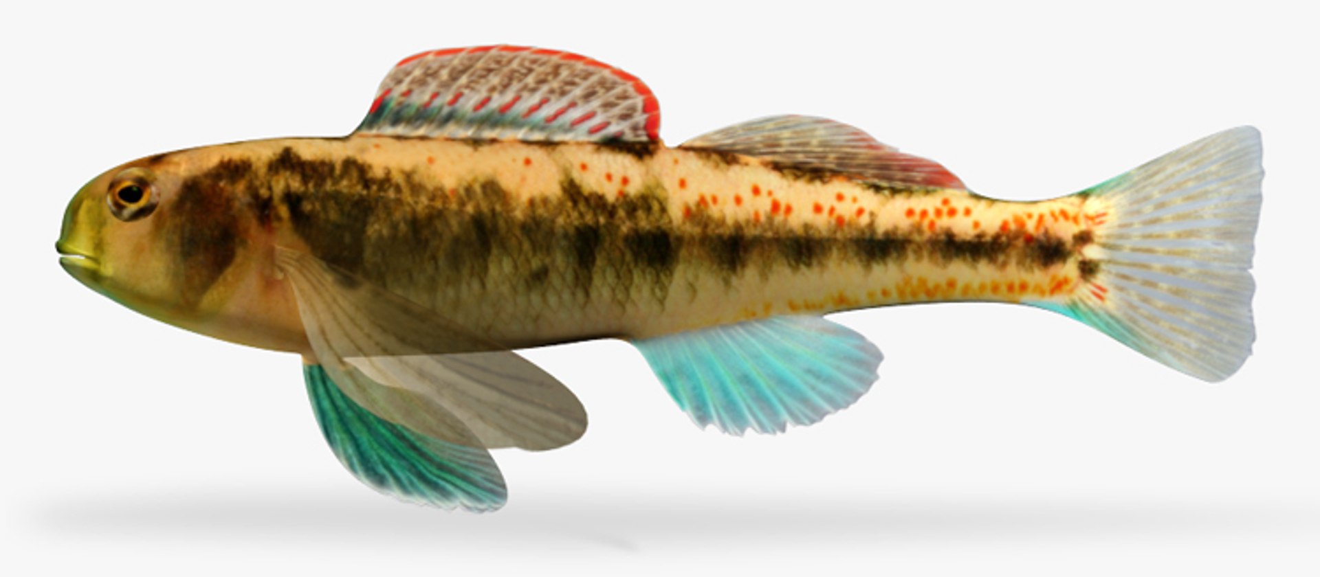 3d Etheostoma Tennesseense Tennessee Darter