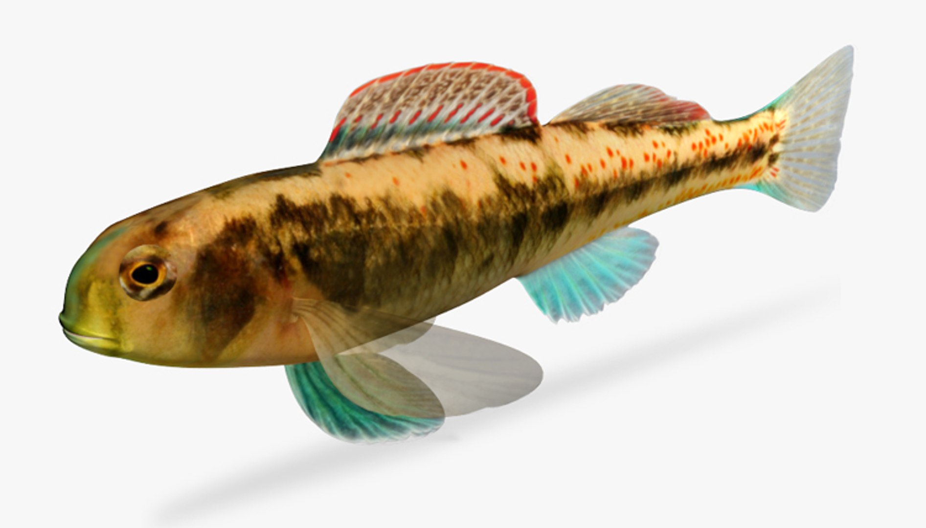 3d Etheostoma Tennesseense Tennessee Darter