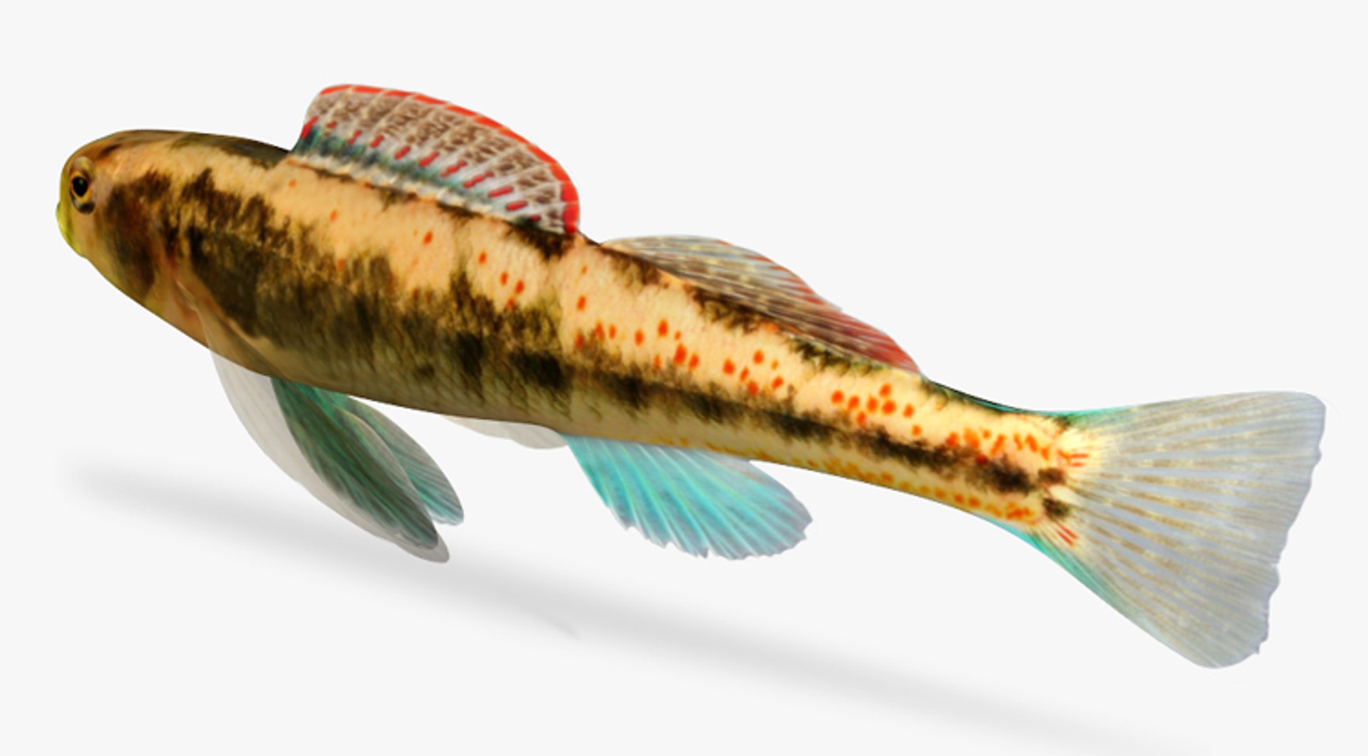 3d Etheostoma Tennesseense Tennessee Darter
