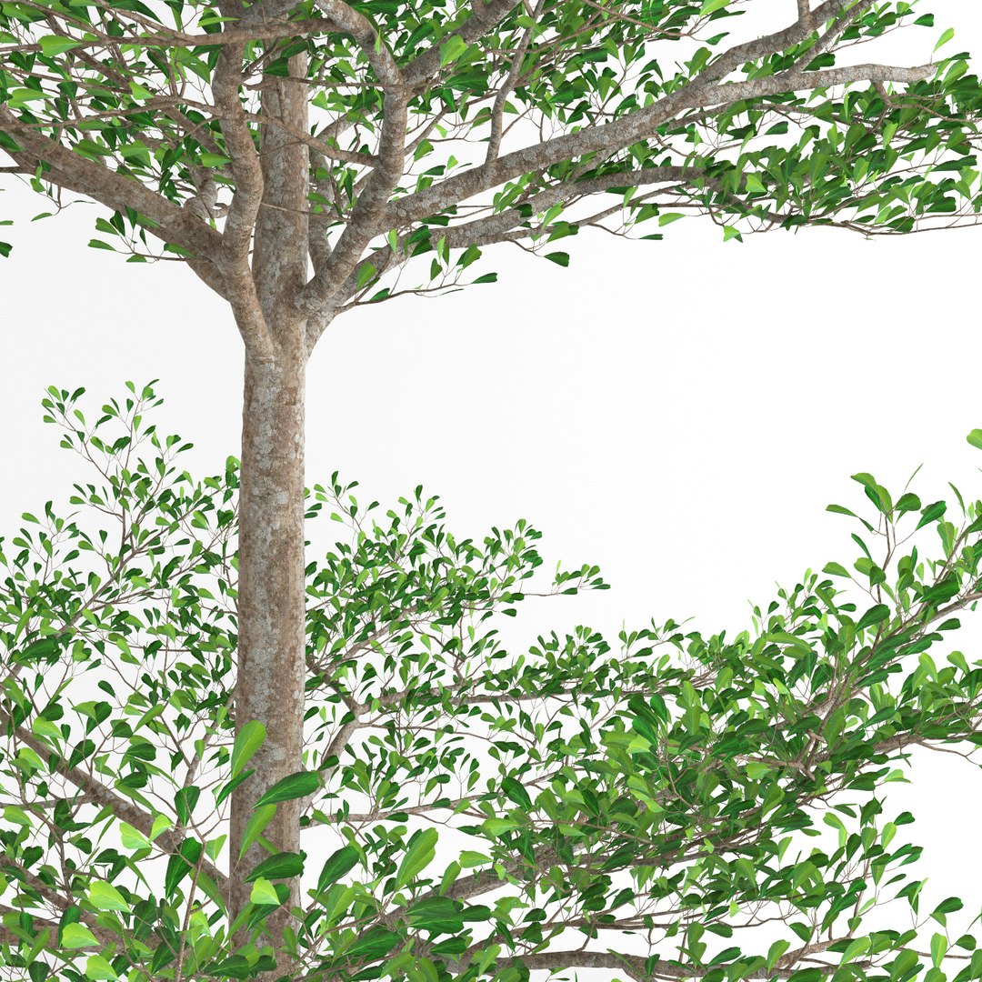 Terminalia Ivorensis Tree 3d Max