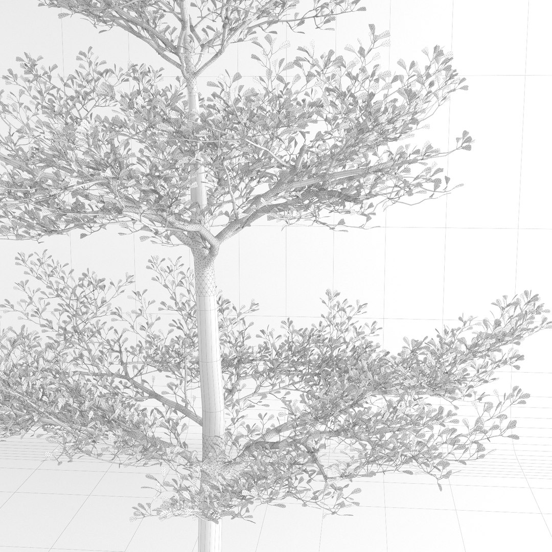 Terminalia Ivorensis Tree 3d Max