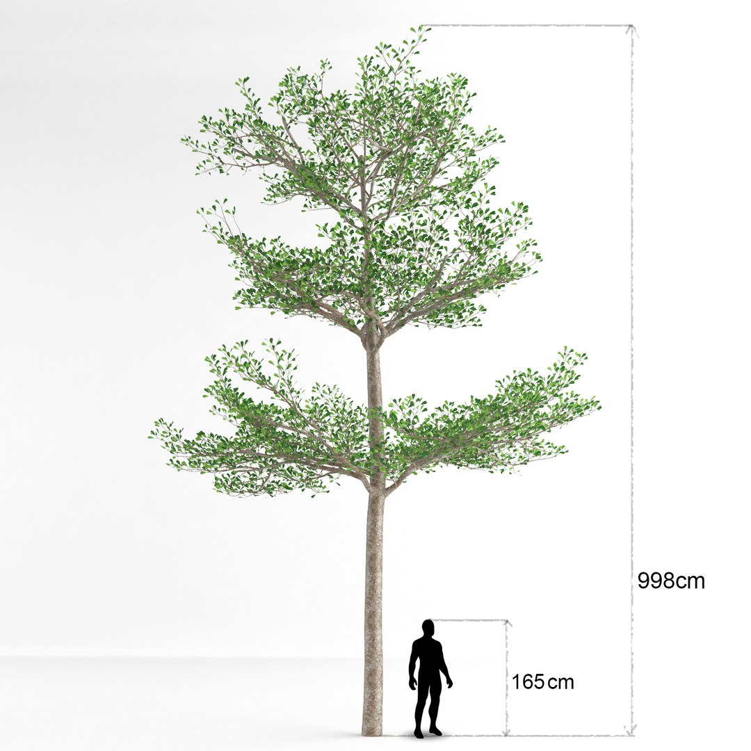 Terminalia Ivorensis Tree 3d Max
