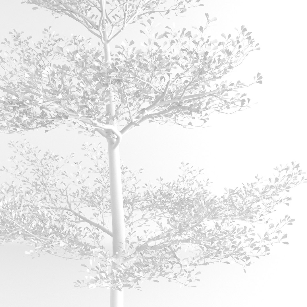 Terminalia Ivorensis Tree 3d Max