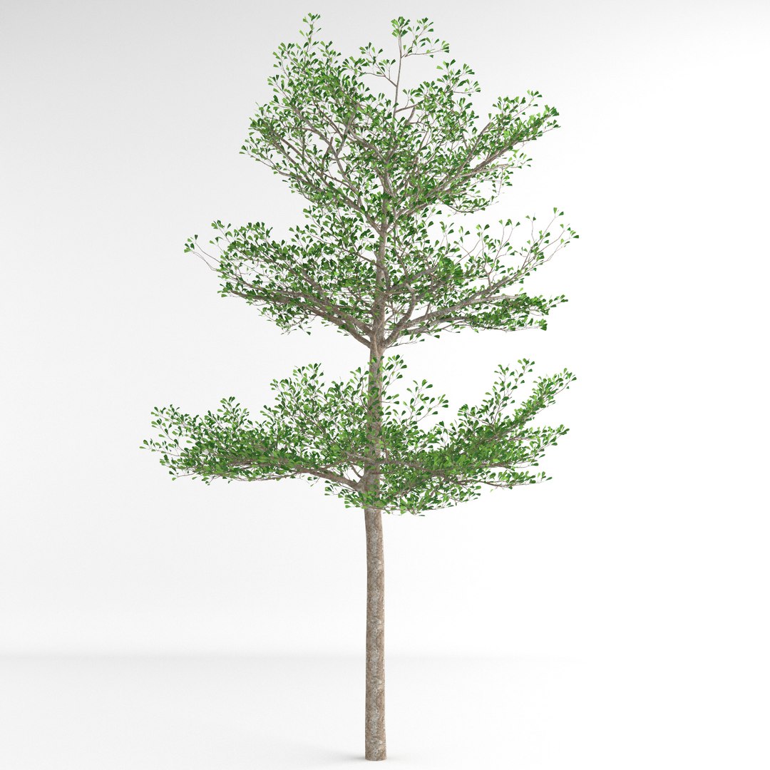 Terminalia Ivorensis Tree 3d Max