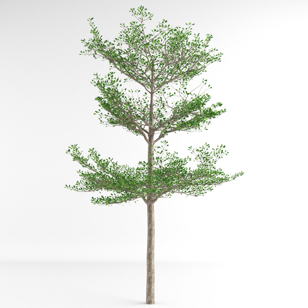 Terminalia Ivorensis Tree 3d Max