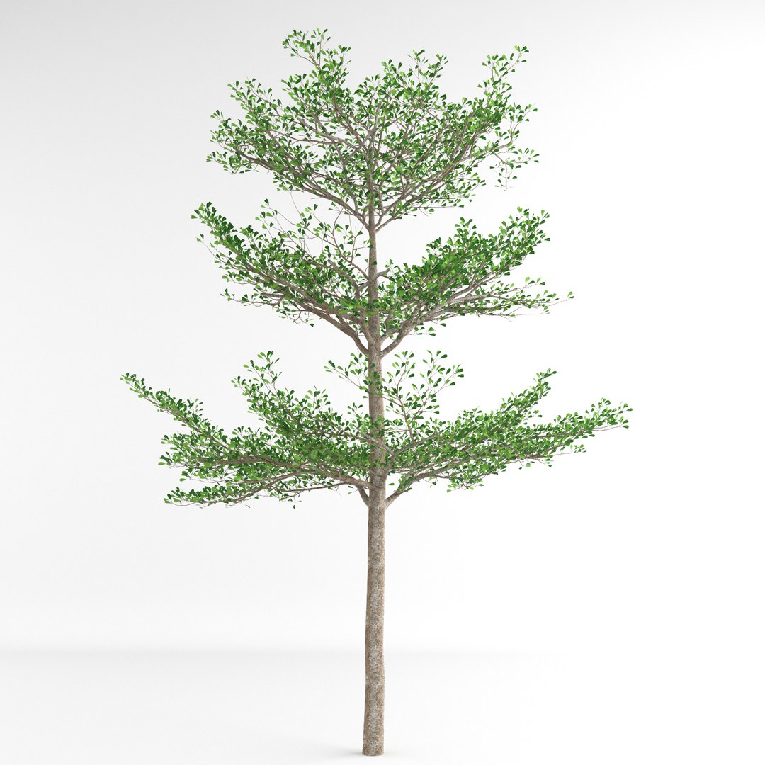 Terminalia Ivorensis Tree 3d Max