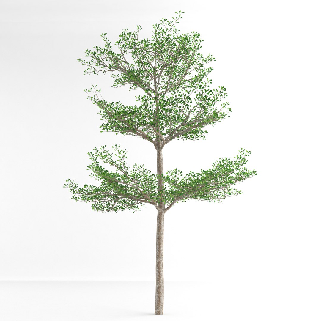 Terminalia Ivorensis Tree 3d Max