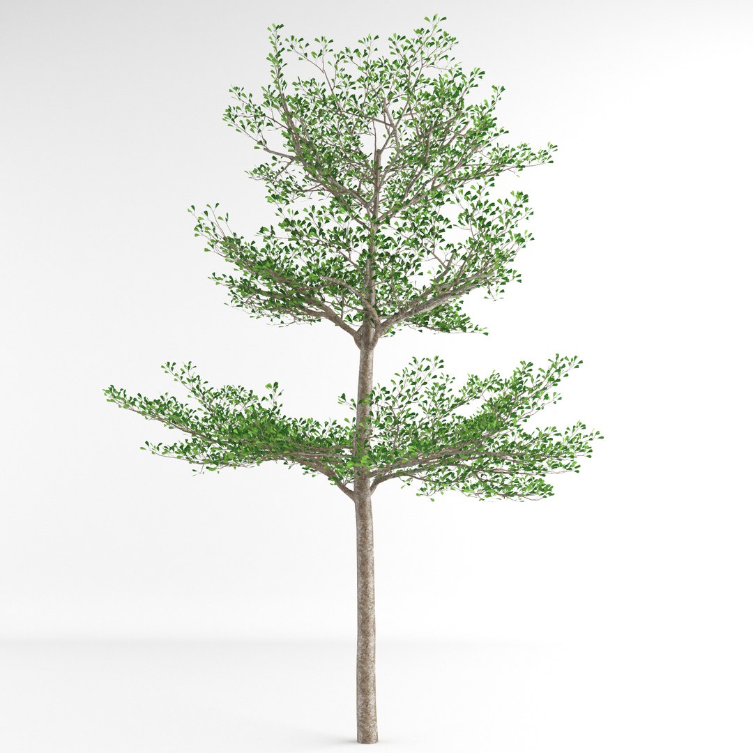 Terminalia Ivorensis Tree 3d Max