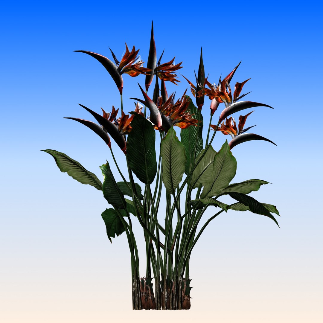 Max Bird Paradise Flower