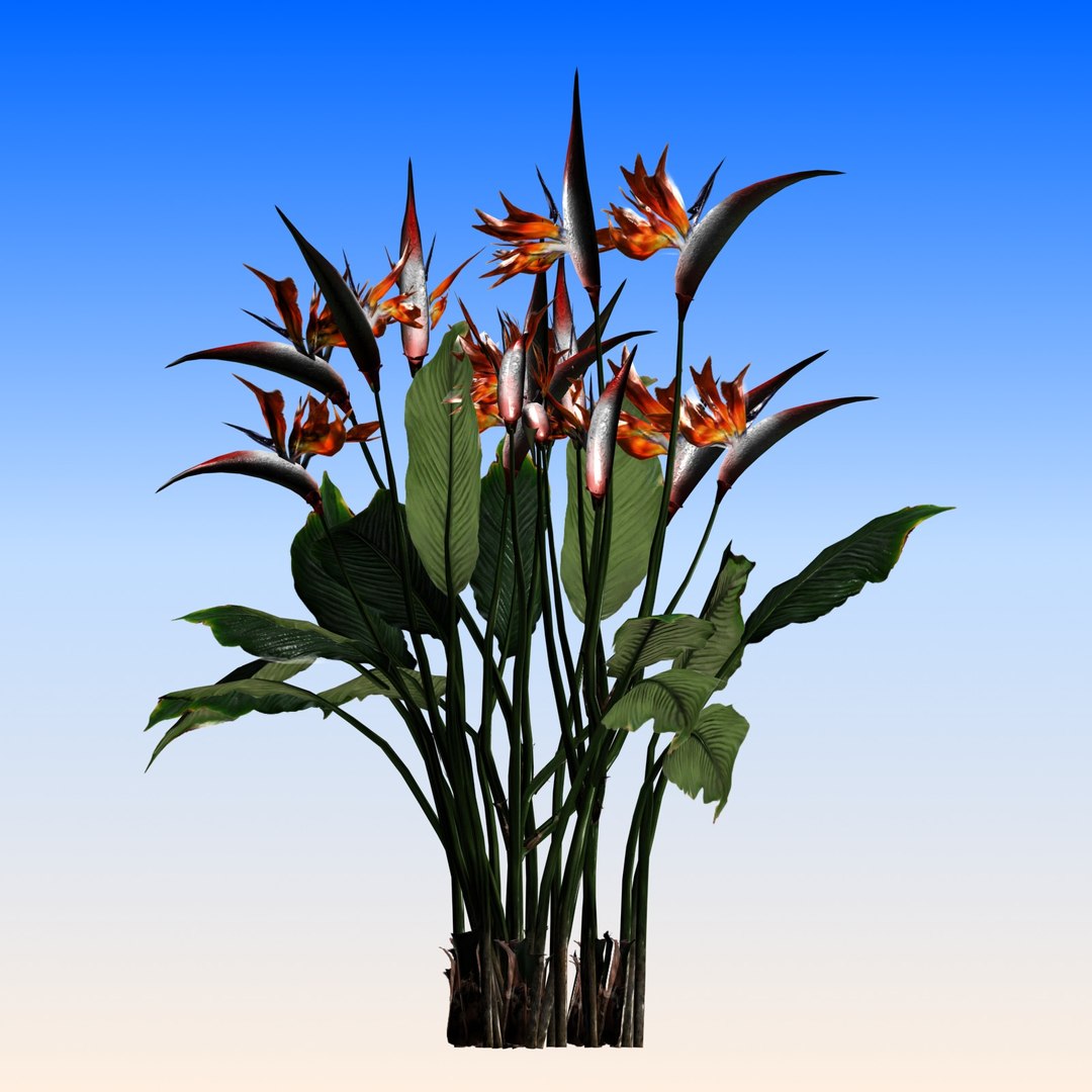 Max Bird Paradise Flower