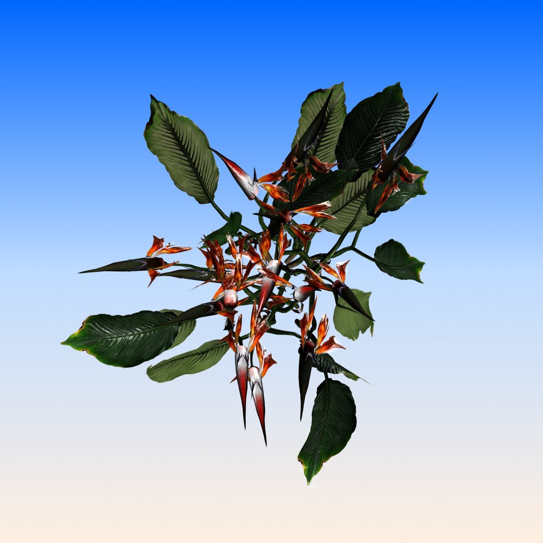 Max Bird Paradise Flower