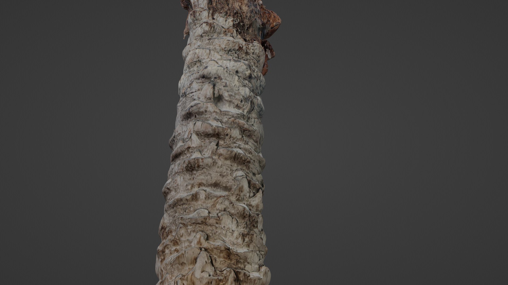 3D Palm Tree Trunk Model - TurboSquid 2330425