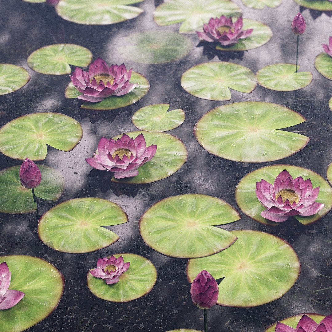 Lotus 3D Model - TurboSquid 2186123