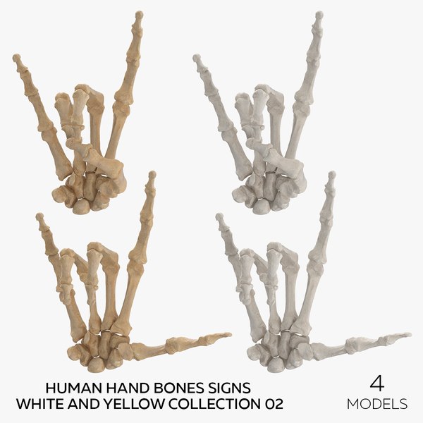 Skeletal Hand OBJ Models for Download | TurboSquid