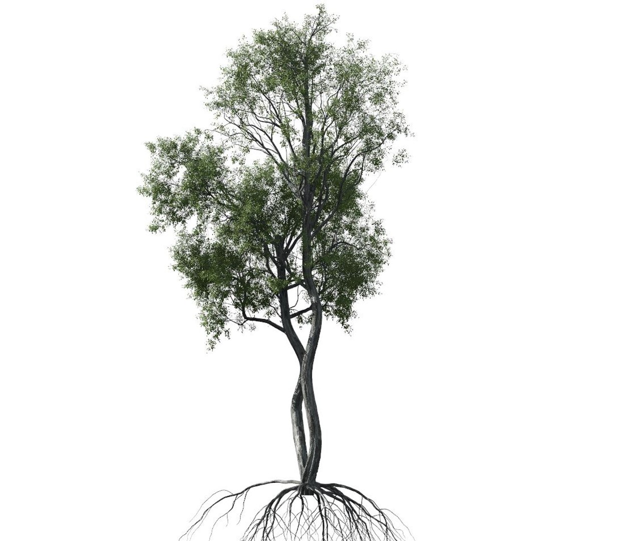 Broadleaf Tree 004 3D Model - TurboSquid 1641721