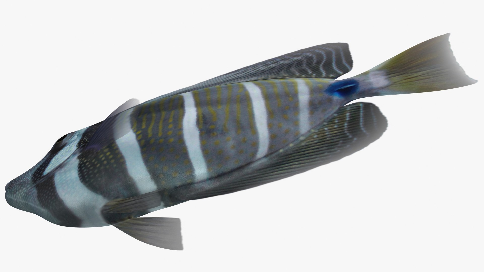 3D Sailfin Tang - TurboSquid 1514859