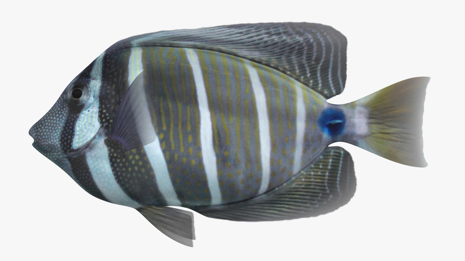 3D Sailfin Tang - TurboSquid 1514859