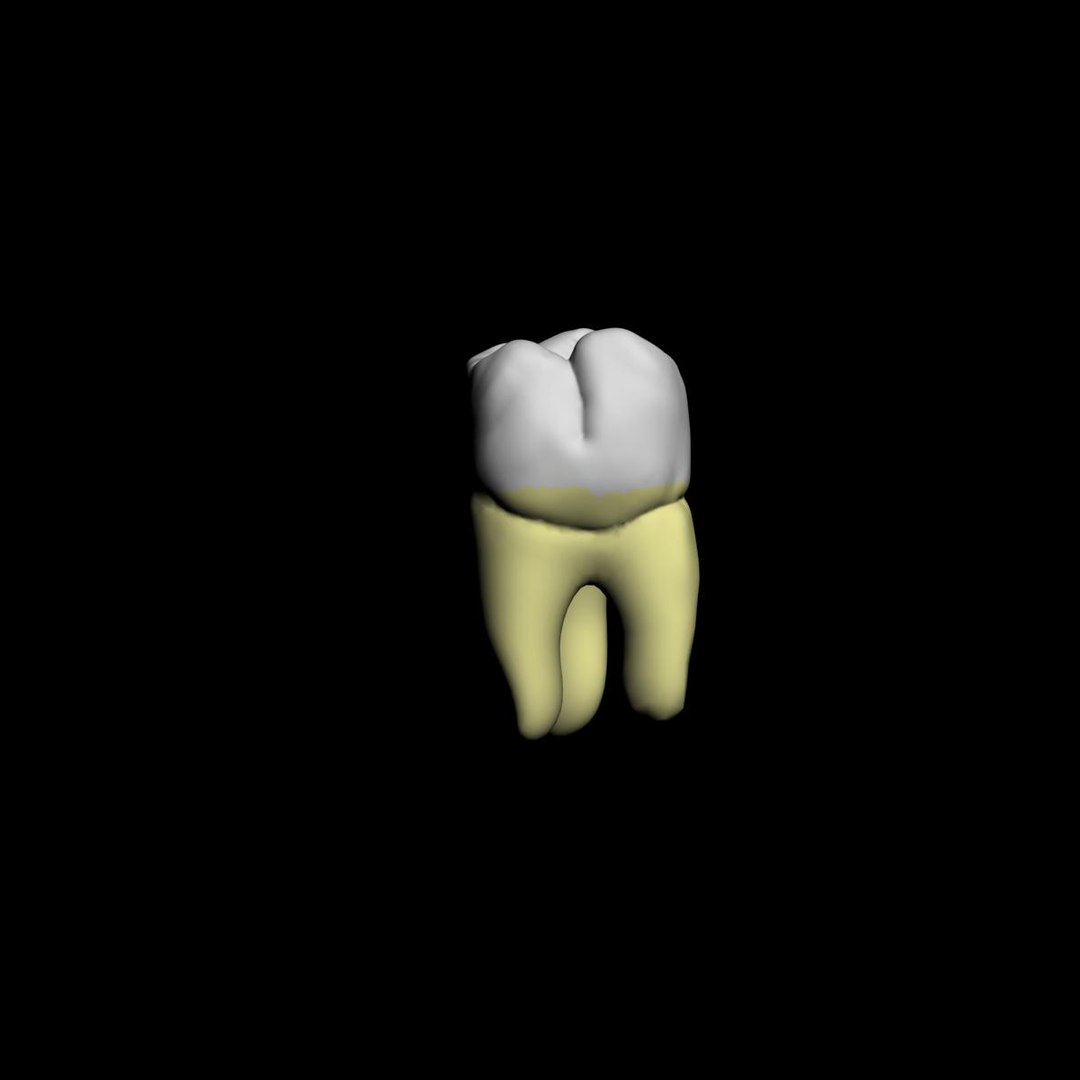Molar Tooth 3d Model