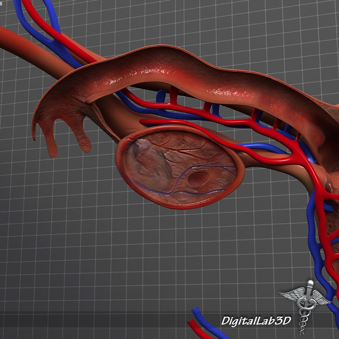 3d female reproductive model