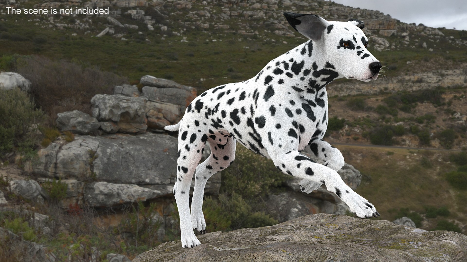 3D Running Spotted Dalmatian Dog Fur Model - TurboSquid 2234931