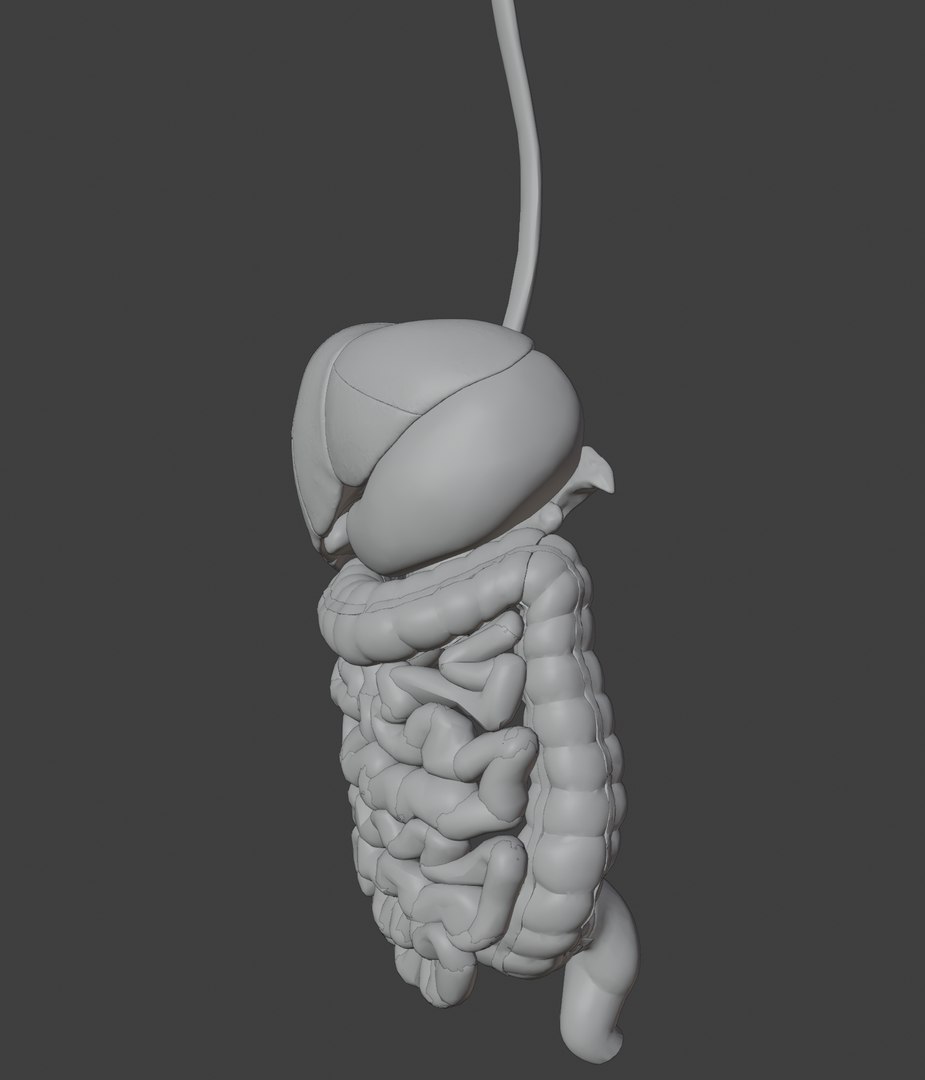 3D Model Digestive - TurboSquid 1728780