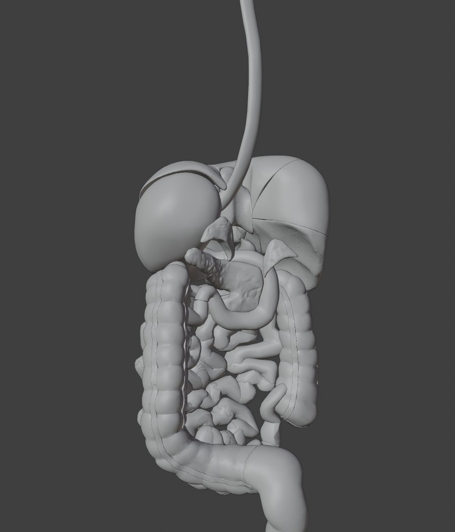 3D Model Digestive - TurboSquid 1728780