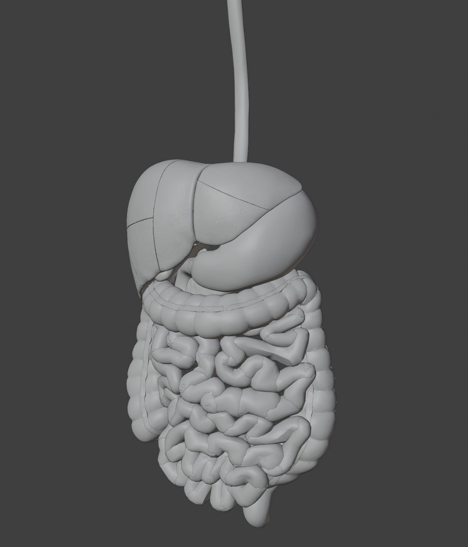 3D Model Digestive - TurboSquid 1728780